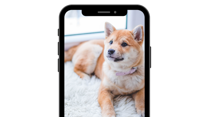 Dog Food Melbourne: Buy Fresh Pet Food Online | Brunswick Fur Food