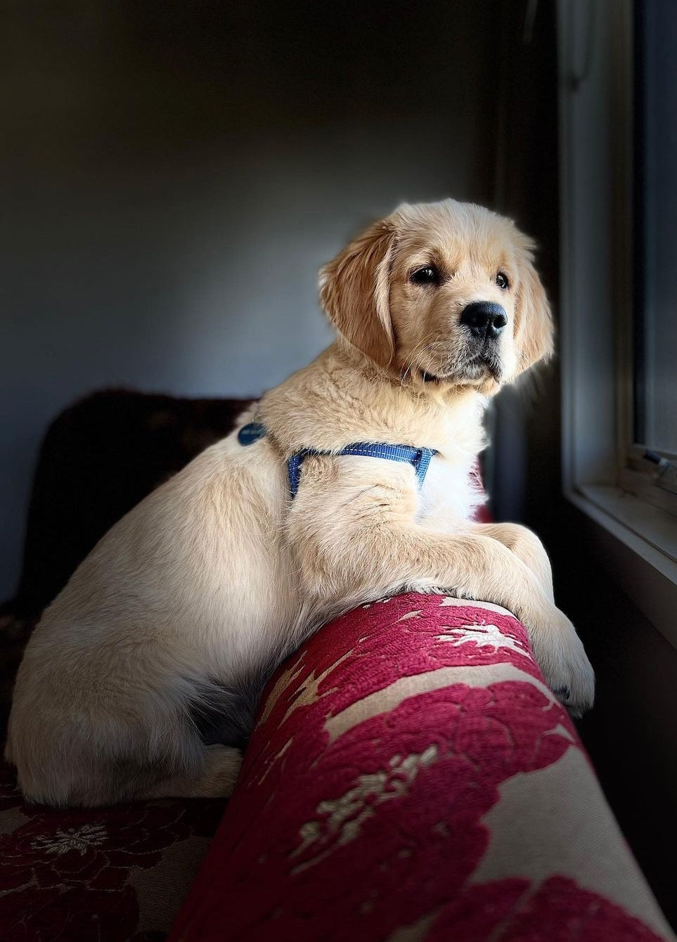 About Brunswick Fur Food | Fresh Human-Grade Dog Food in Melbourne